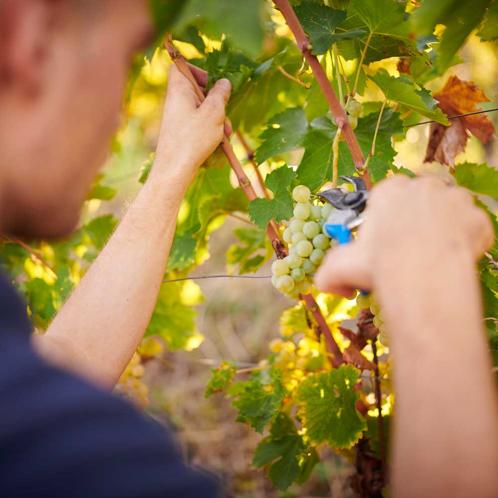 Berba 2019. - Veralda : Veralda